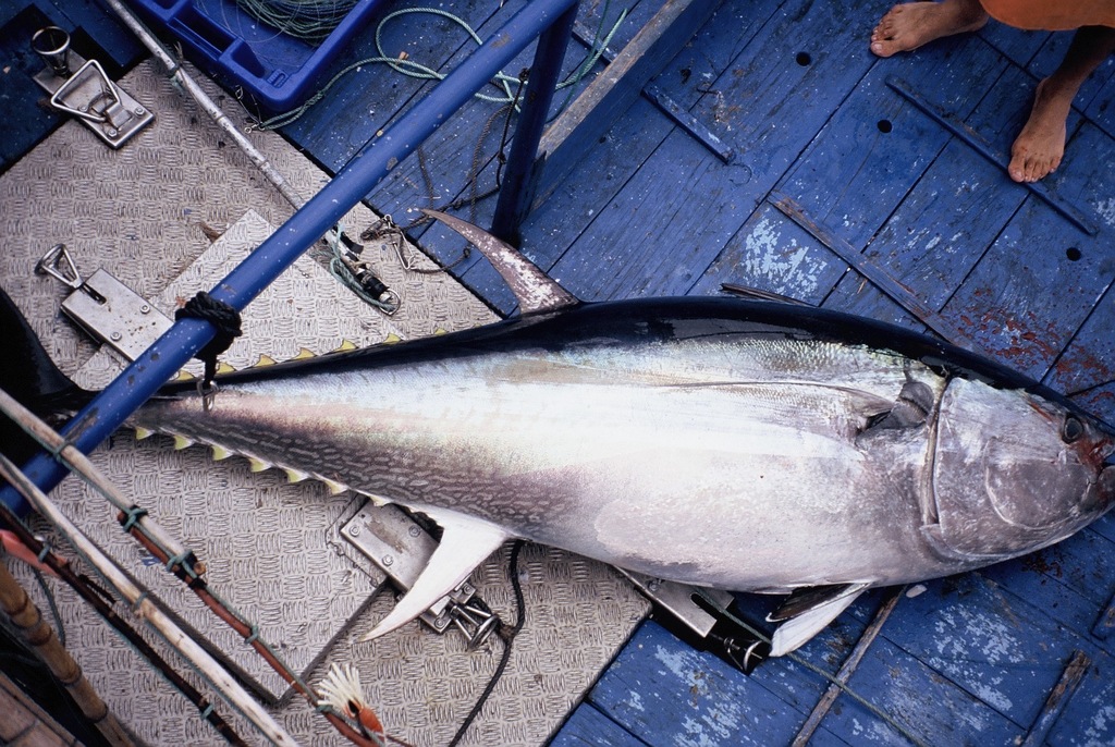 Atlantic Bluefin Tuna in June 2004 by Joao Tiago Tavares. Between the D ...