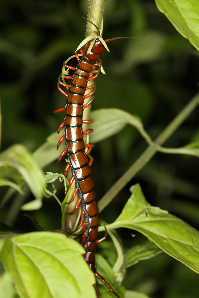 Pacific Giant Centipede from Bogani Nani Wartabone NP on November 13 ...