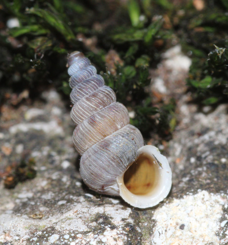 Cochlostoma mariannae · iNaturalist