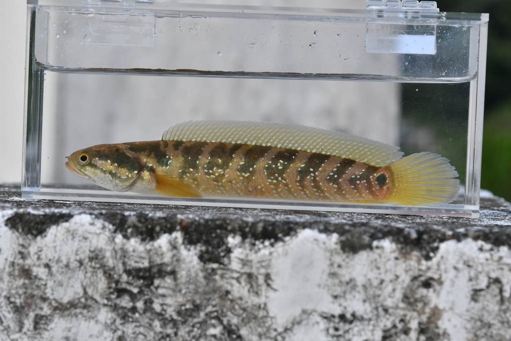 Small Snakehead from 中国广东省深圳市坪山区 on August 22, 2020 at 05:21 PM by ...