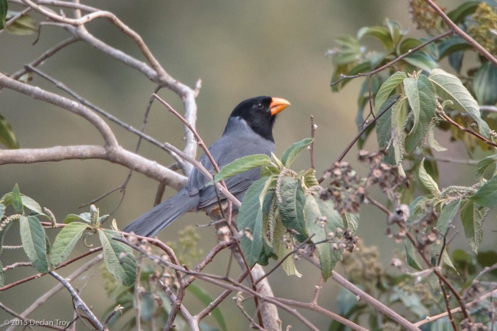 Black-cowled Saltator (Saltator nigriceps) - Avian Discovery
