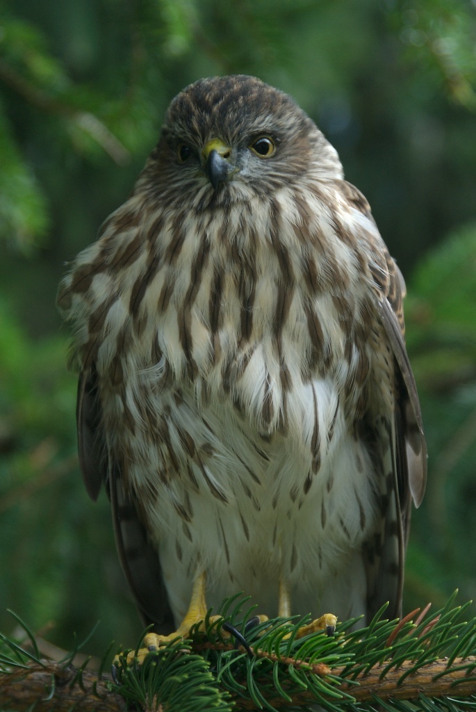 Sharp-shinned Hawk from Lillooet, BC V0K, Canada on September 12, 2008 ...