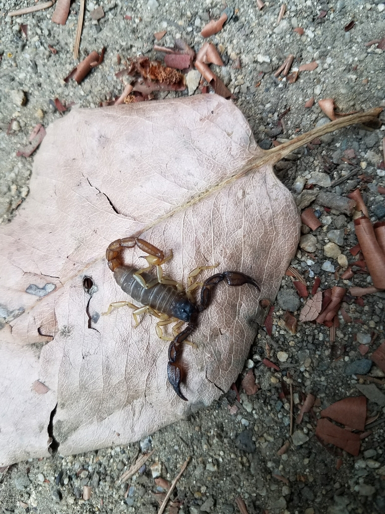 Western Forest Scorpion from Sanborn County Park, Santa Clara County ...