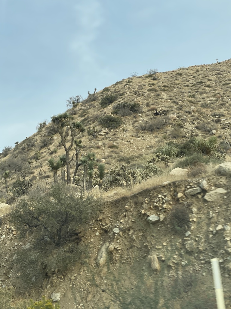 Joshua trees from 29 Palms Hwy, Morongo Valley, CA, US on October 23 ...