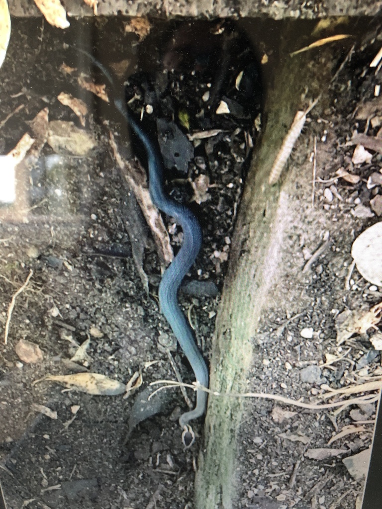 Golden Crowned Snake from Lane Cove Holiday Park - Caravan Park ...