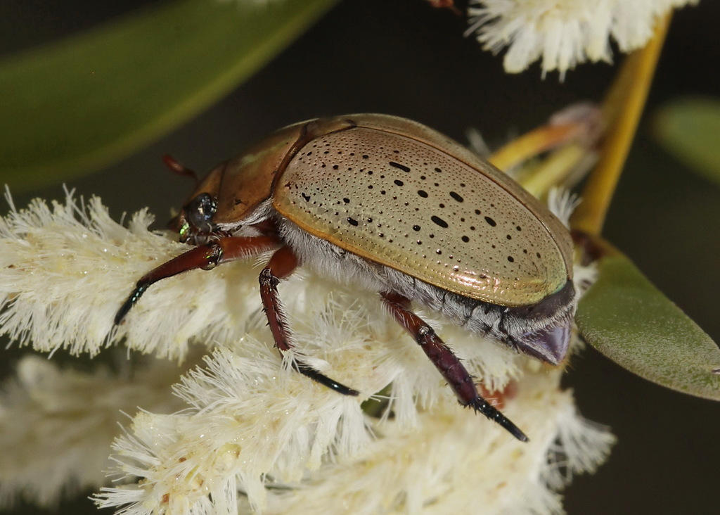 Anoplognathus porosus from Mareeba QLD 4880, Australia on January 15 ...