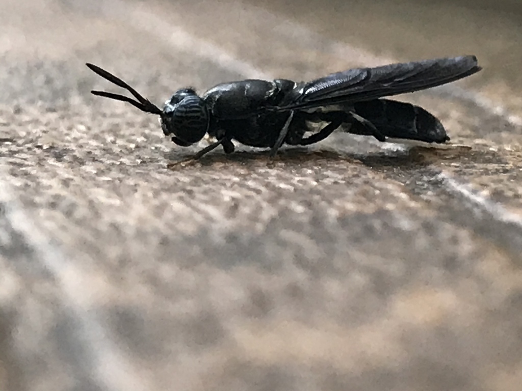 Black Soldier Fly from White Birch Ct, Greenbelt, MD, US on October 24 ...