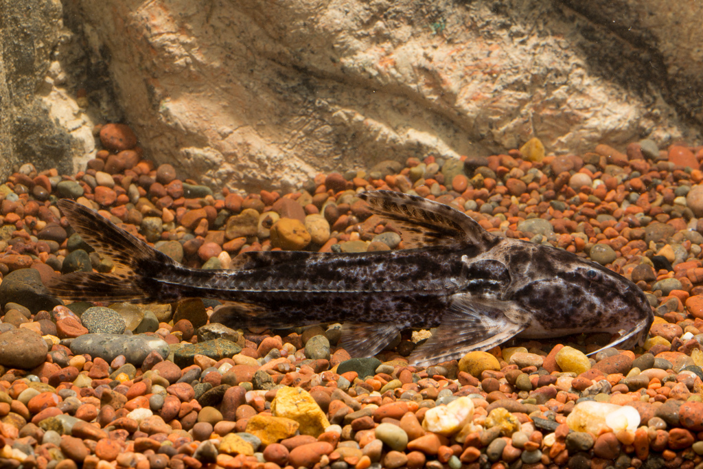 Thorny Catfishes (Doradidae) - Marine Life Identification