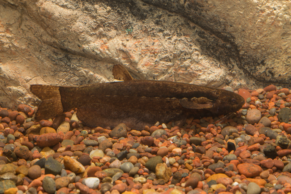 Helogenes marmoratus from Maynas Province, Peru on September 9, 2012 at ...