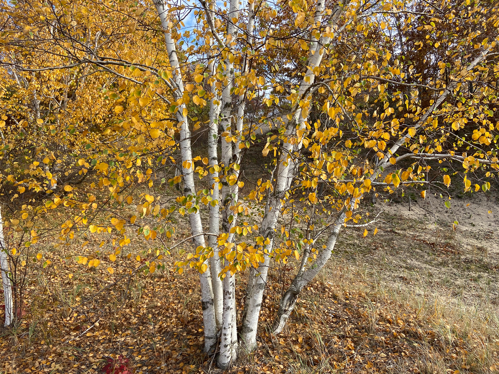 paper birch in October 2020 by Steven Daniel · iNaturalist