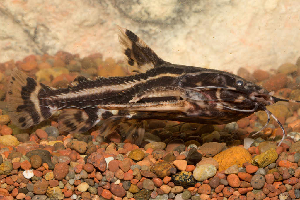 Chocolate Talking Catfish