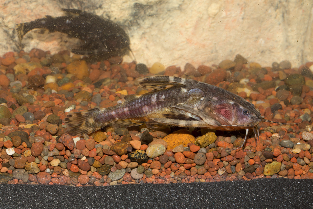 Spotted Raphael Catfish from Maynas Province, Peru on September 9, 2012 ...