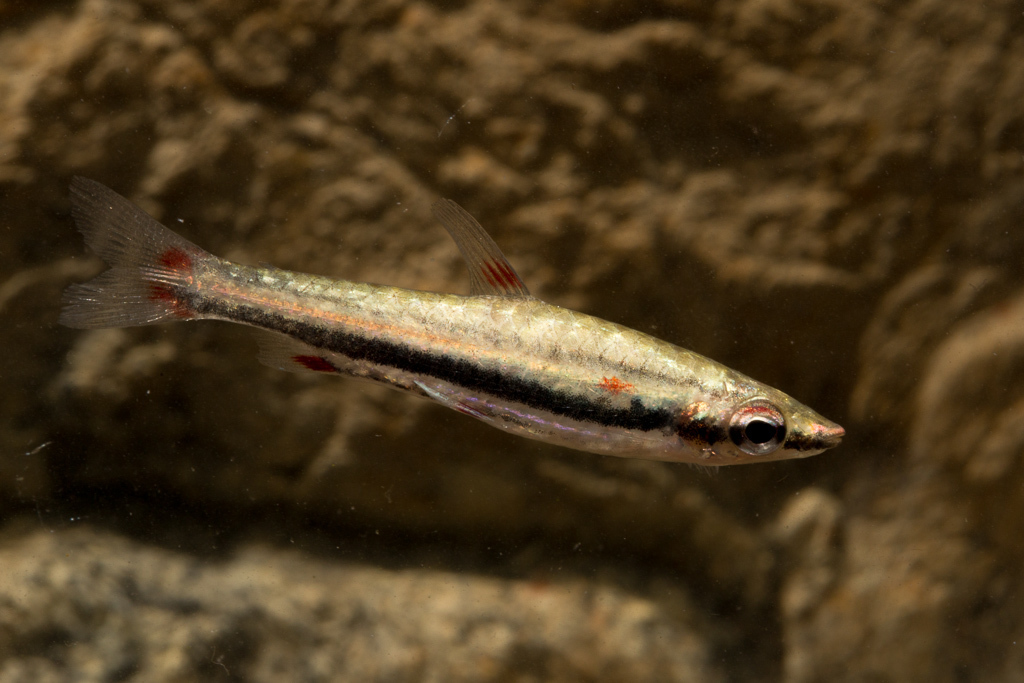 Three-lined Pencilfish (Nannostomus trifasciatus) - Marine Life ...