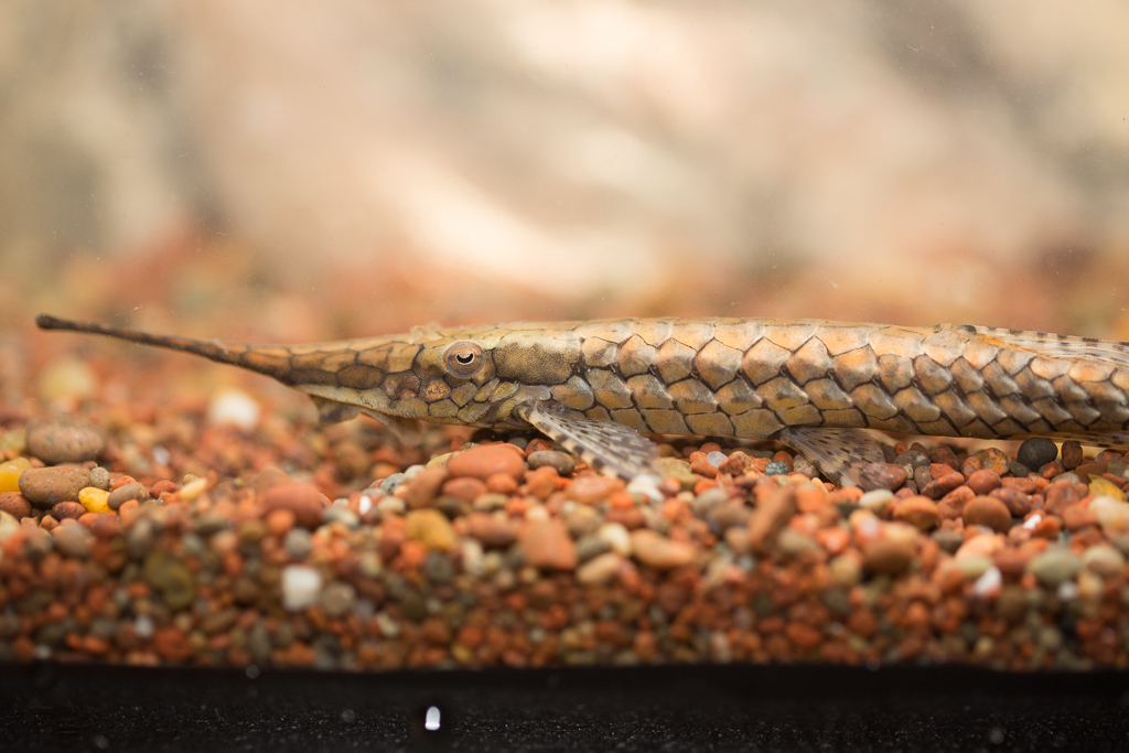 (Farlowella oxyrryncha) - Marine Life Identification
