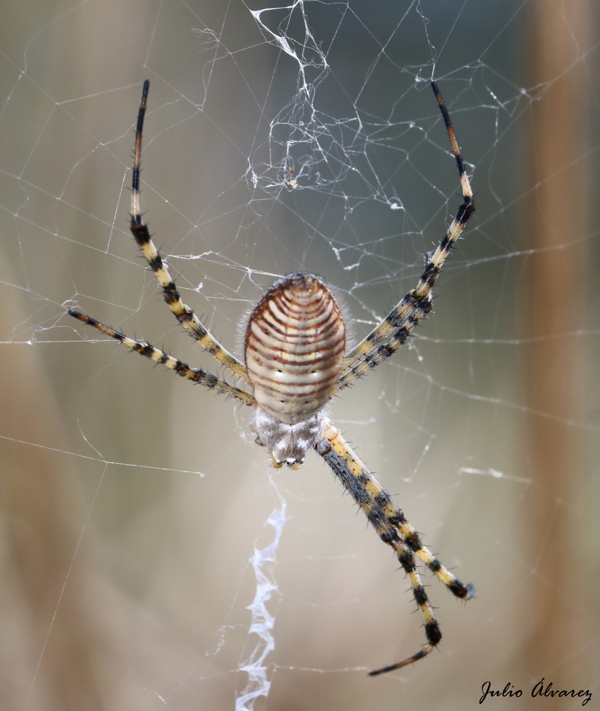 Banded Garden Spider from Zapopan, Jal., México on October 19, 2020 at ...