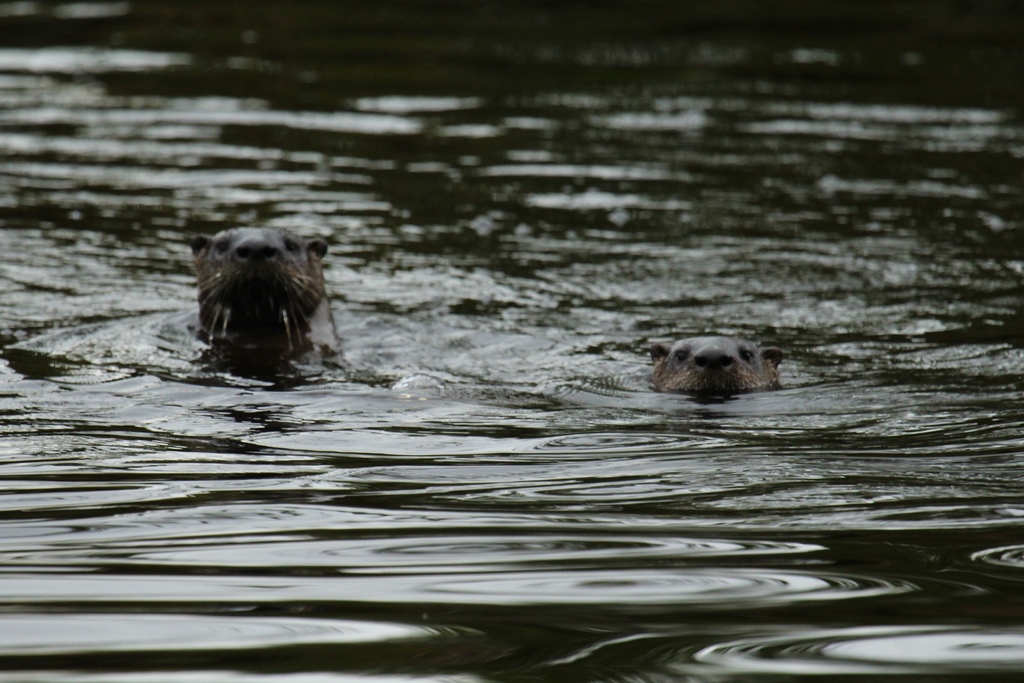 North American River Otter in September 2017 by James Petri · iNaturalist