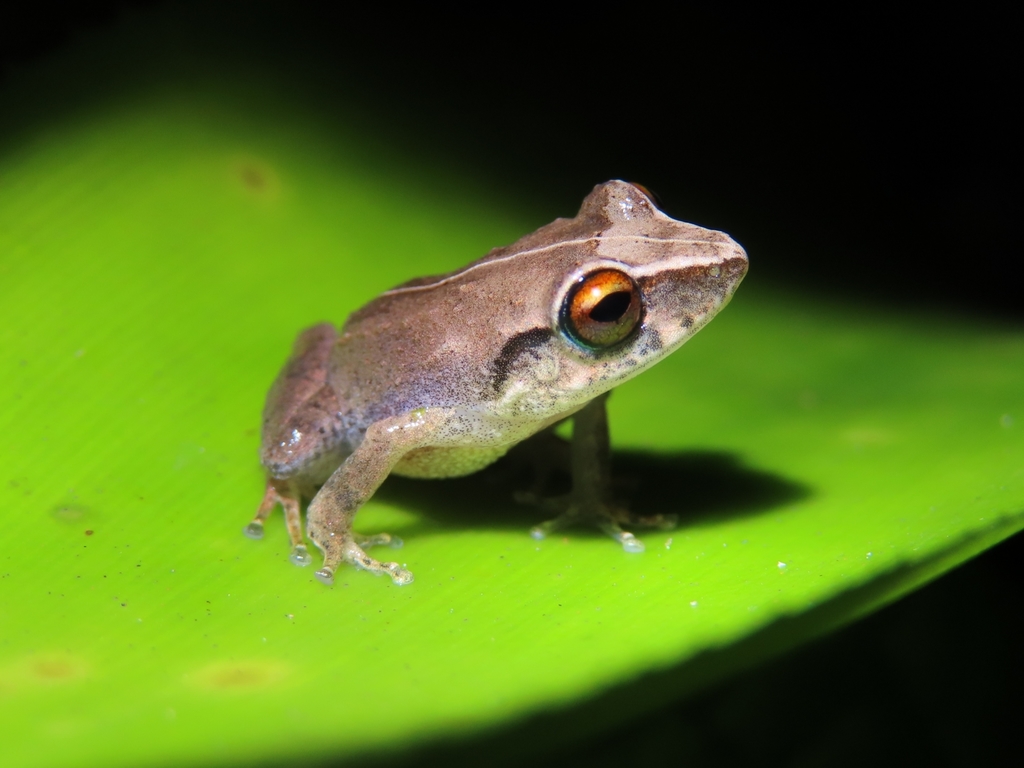Common Coqui from Cerro Gordo, Bayamón, Puerto Rico, Bayamón, Puerto ...