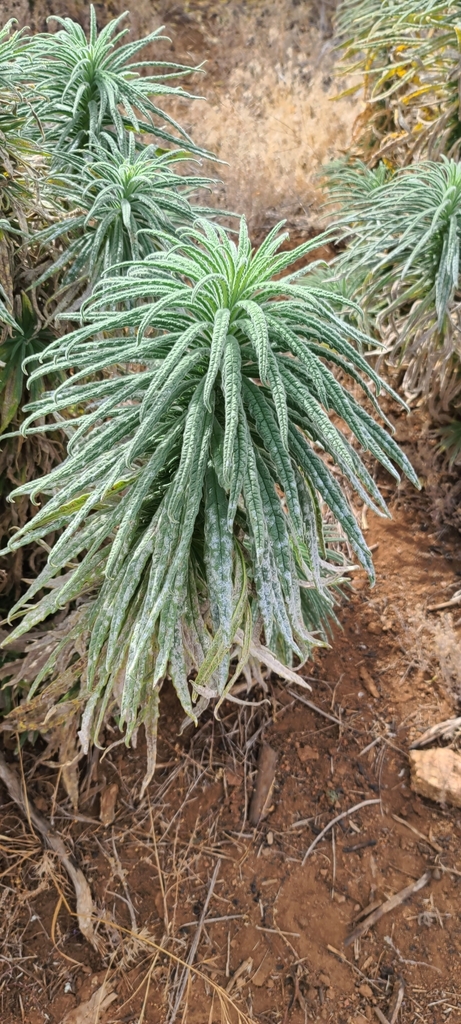 Poodle-dog Bush from Julian, CA 92036, USA on October 24, 2020 at 12:39 ...