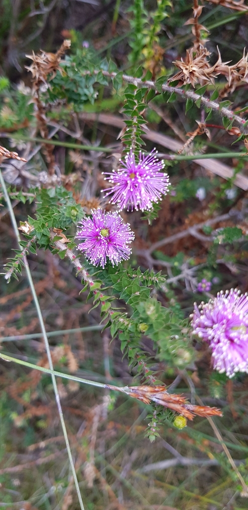 swamp honey-myrtle from South Bruny TAS 7150, Australia on October 24 ...