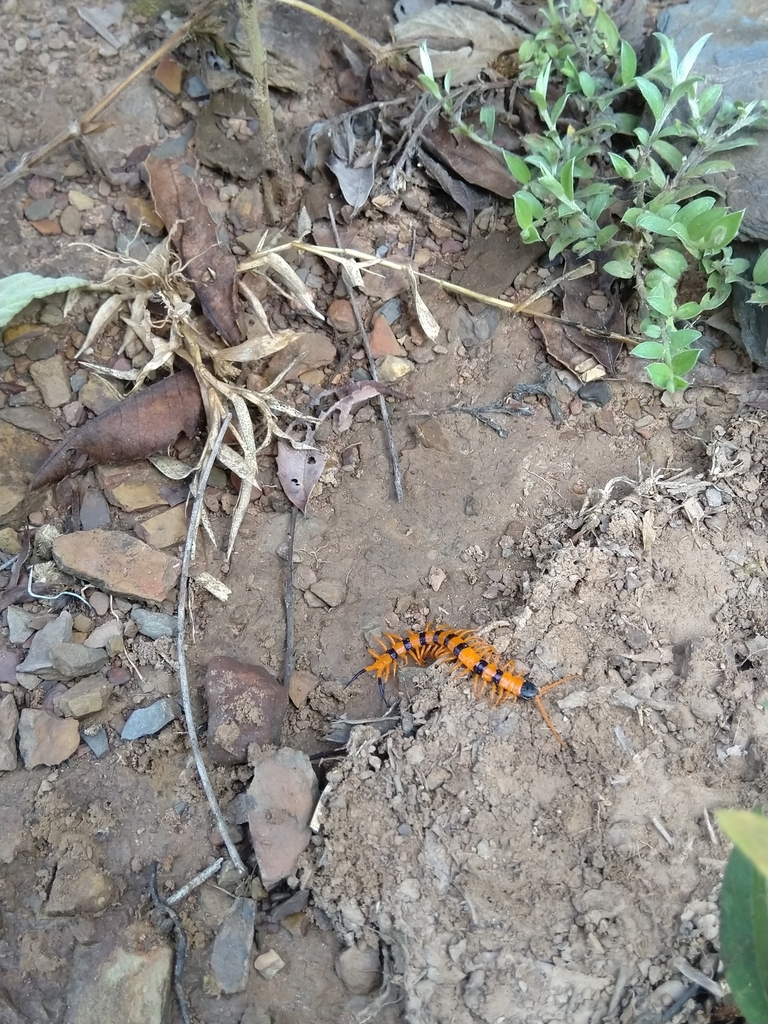 Indian Tiger Centipede from Andhra Pradesh 517619, India on October 25 ...