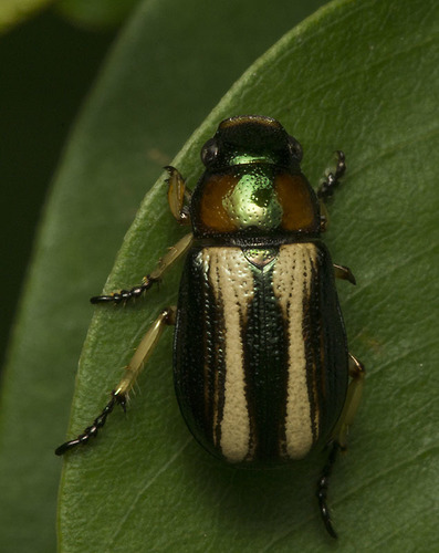 Bolax mutabilis · iNaturalist