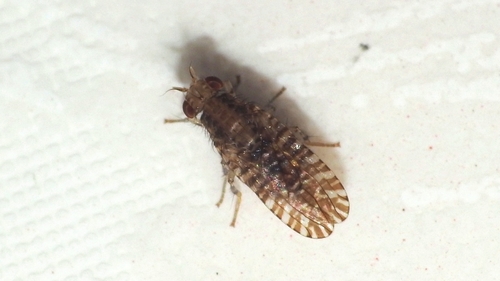 Genus Drepanephora · iNaturalist