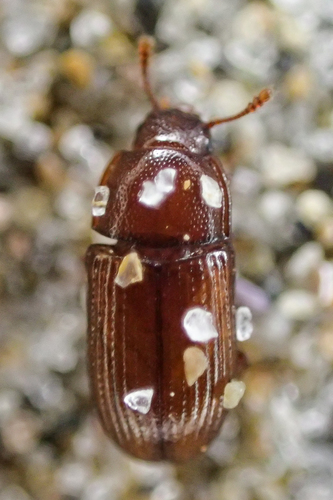 Genus Clamoris · iNaturalist United Kingdom