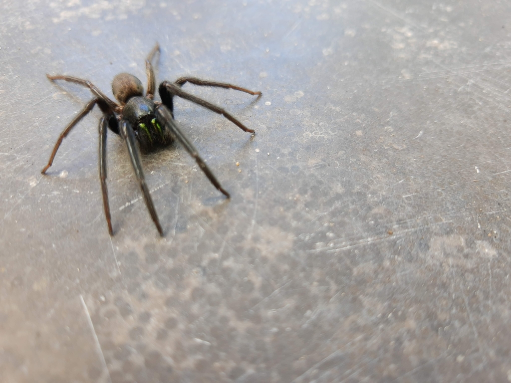 Tube-dwelling Spider from 4334 EG Middelburg, Nederland on August 14 ...