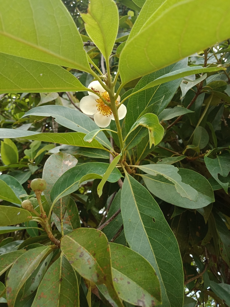needlewood tree from Balun Ijuk, Merawang, Kabupaten Bangka, Kepulauan ...