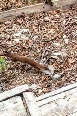Long-tailed Weasel from La Bellota RNSC, Villa de Leyva, Boyacá ...
