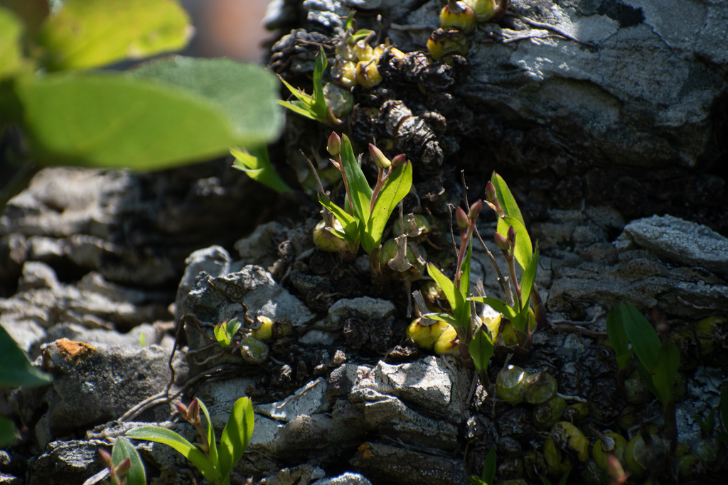 White Snout Orchid from Central, South Africa on October 23, 2020 at 12 ...