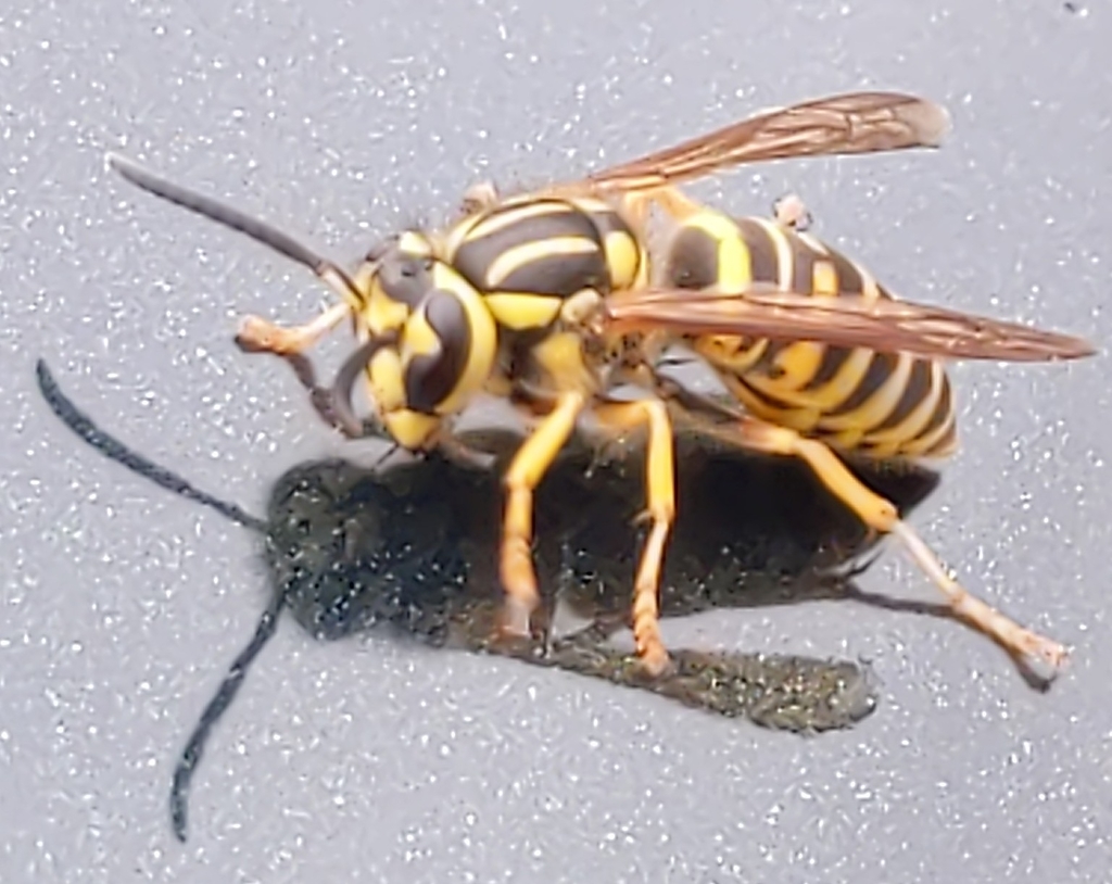 Southern Yellowjacket in October 2020 by calebt · iNaturalist