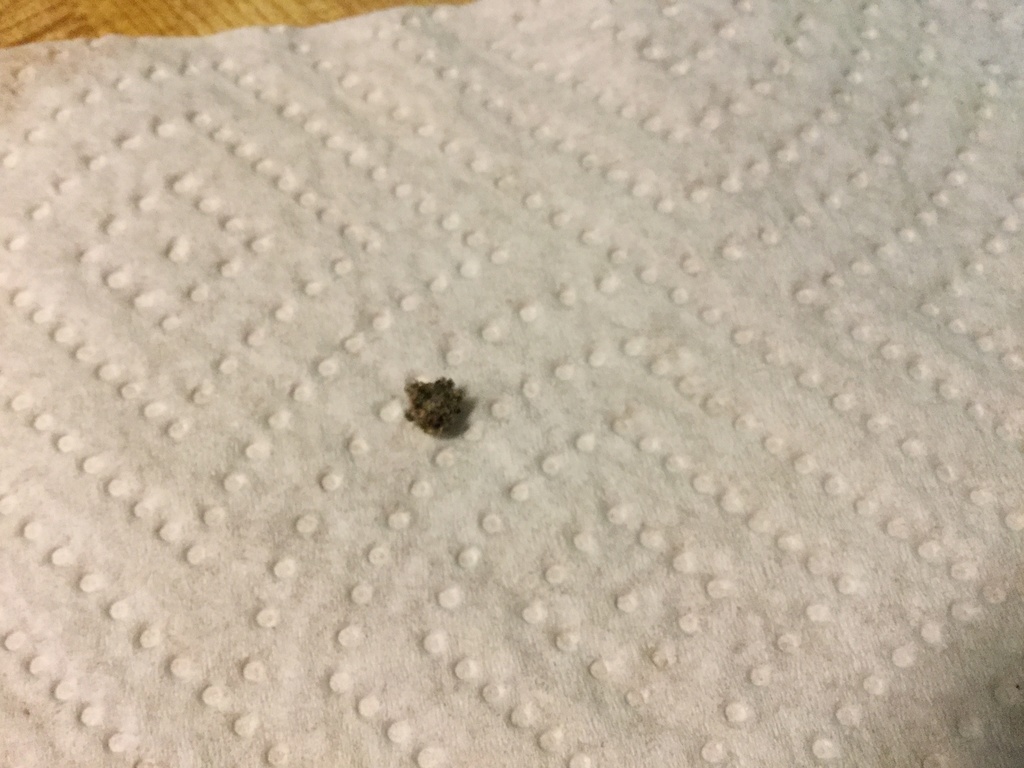 Winged and Once-winged Insects from E Glynn Ave, Brunswick, GA, US on ...