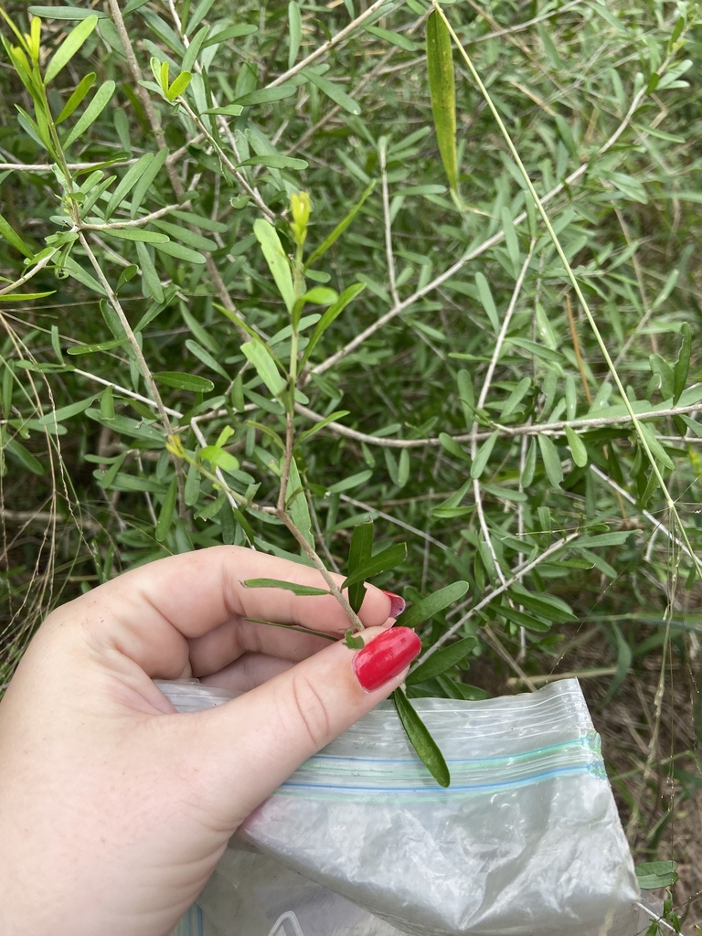 Narrowleaf Forestiera from Lake Corpus Christi State Park, Lake City ...