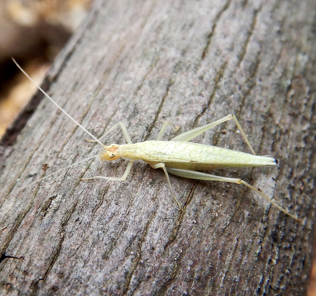 Narrow-winged Tree Cricket from Eastside, Syracuse, NY, USA on October ...