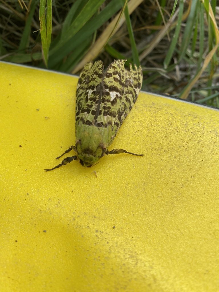 Puriri moth from Masterton, Matahiwi, Wellington, NZ on October 26 ...