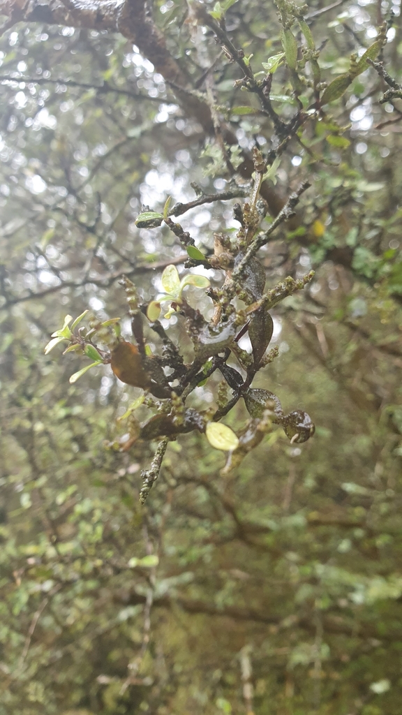 Dwarf mistletoe from Peel Forest, New Zealand on October 26, 2020 at 01 ...