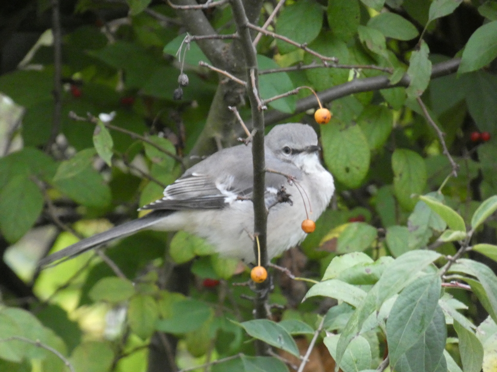 Northern Mockingbird from Lake Artemesia, College Park, MD 20740, USA ...