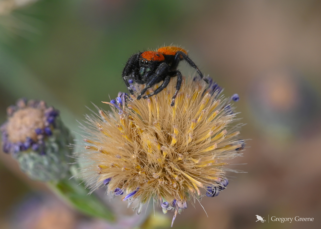 Apache Jumping Spider from 477 Pennsylvania Ave, Patagonia, AZ 85624 ...