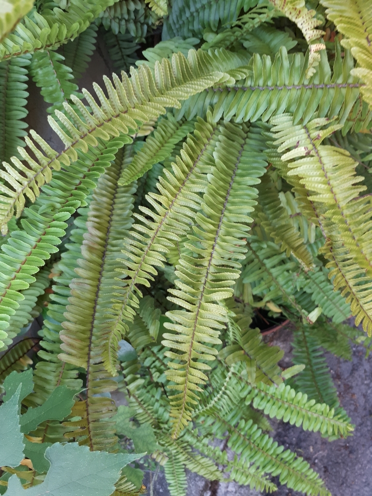 Fishbone Fern in October 2020 by Weiyh · iNaturalist