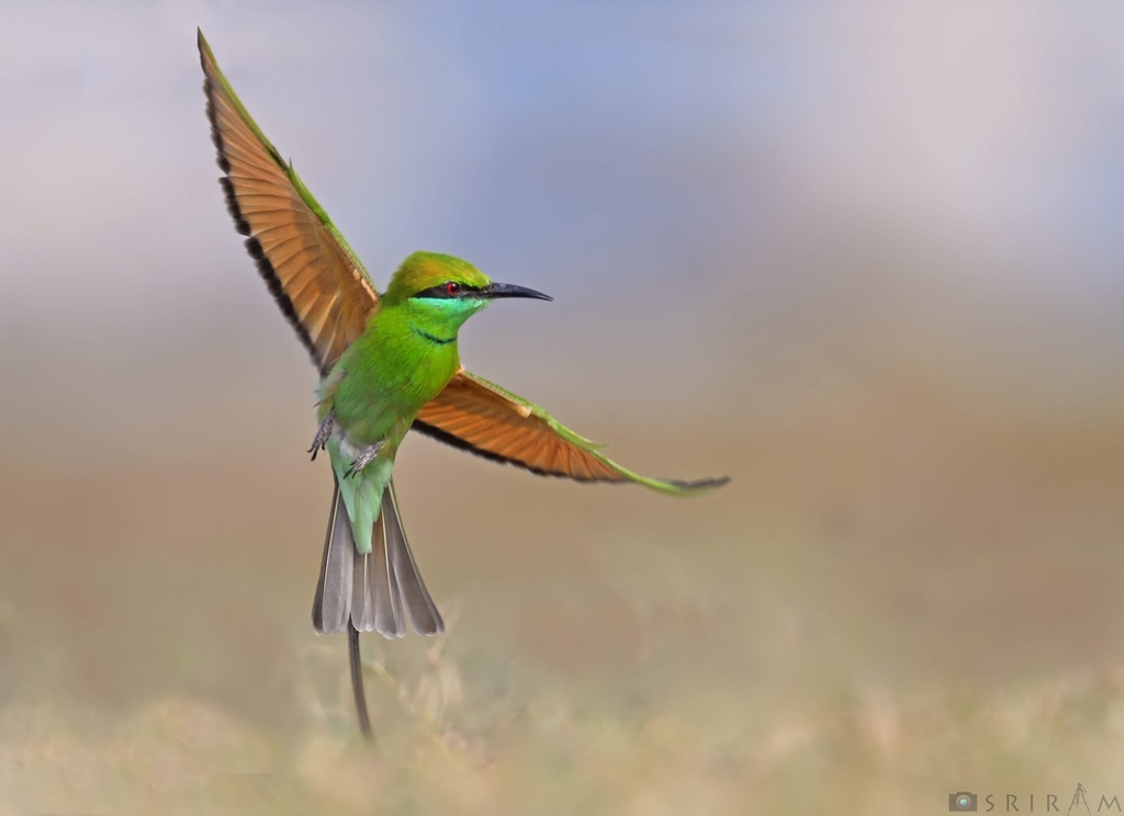 Asian Green Bee-eater from telangana on November 17, 2018 at 09:50 AM by Sriram Reddy · iNaturalist