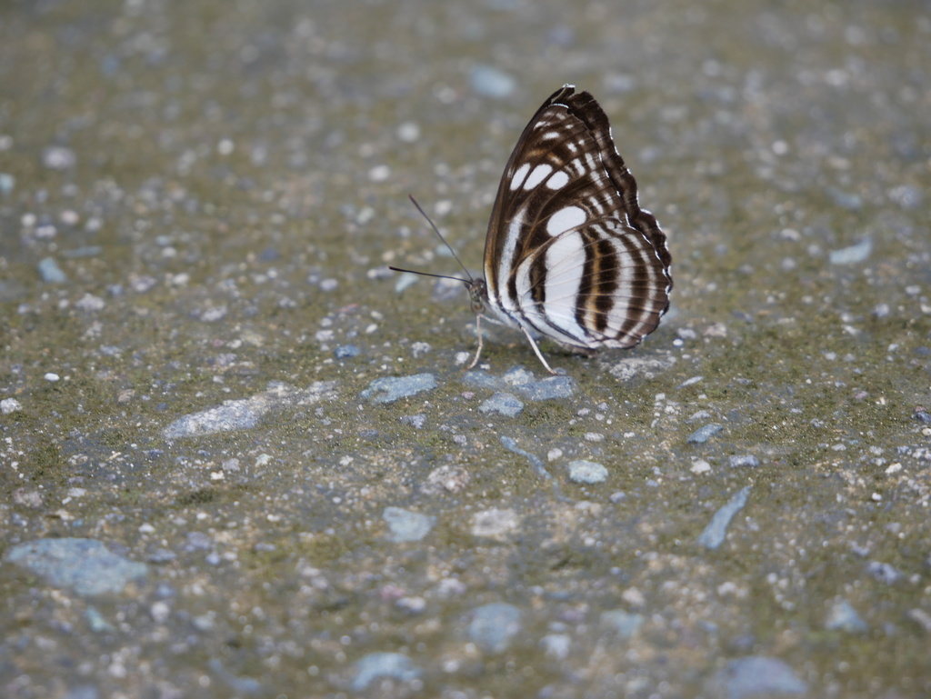 Athyma gutama from Luzon Island, Santa Rosa City, Laguna, PH on October ...