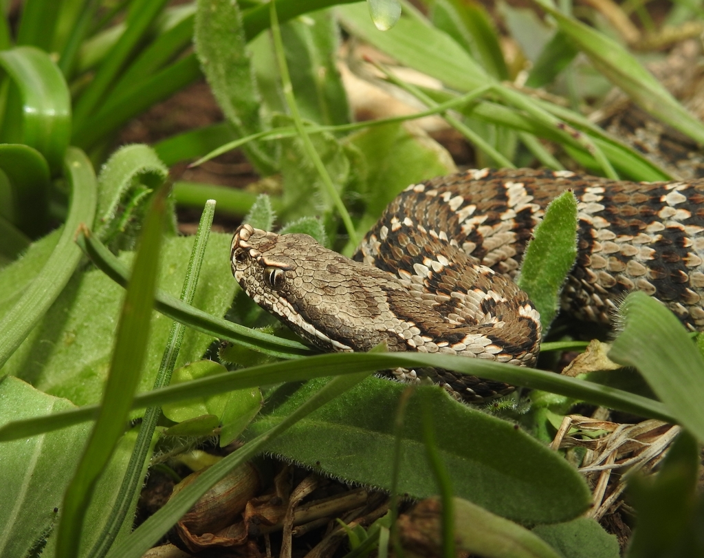Vipera aspis hugyi in October 2020 by Laura Ricci · iNaturalist