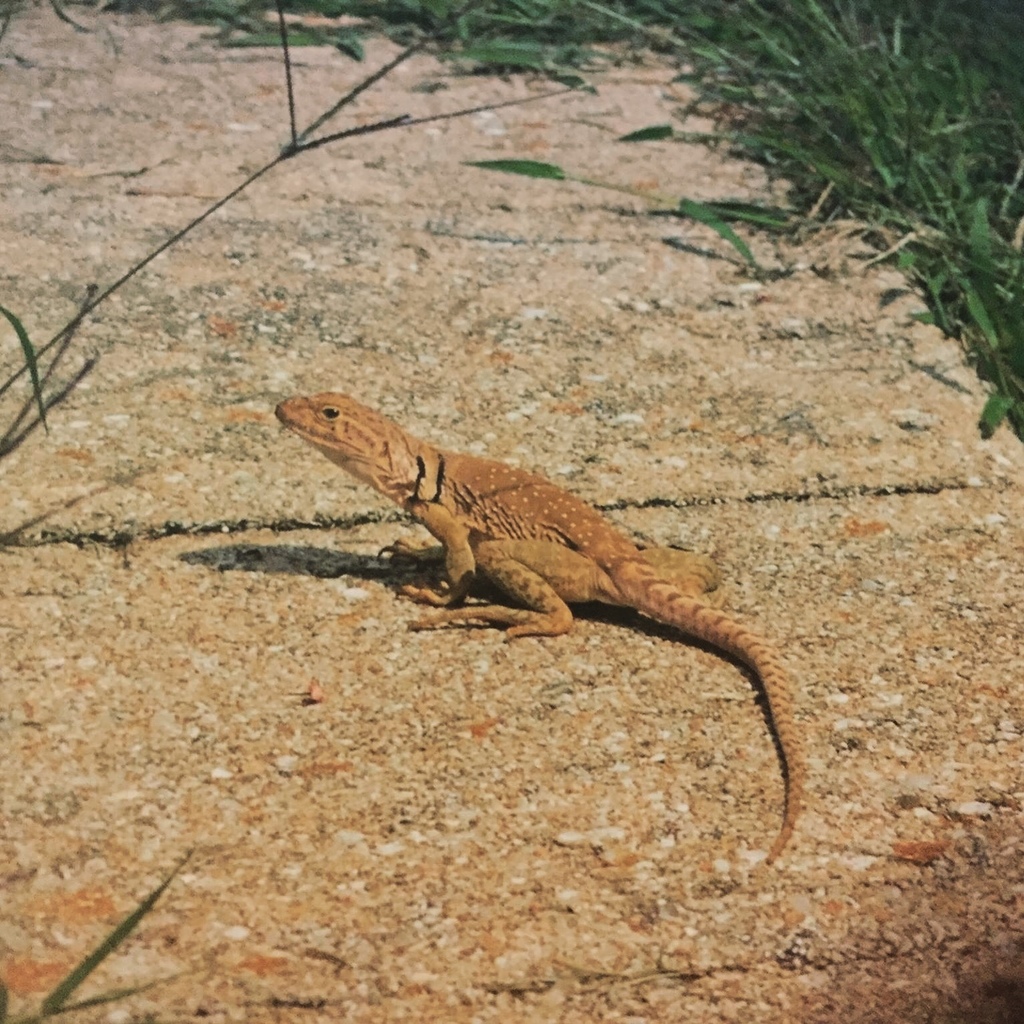 Eastern Collared Lizard from Greenwood Ave, Mannford, OK, US on August ...