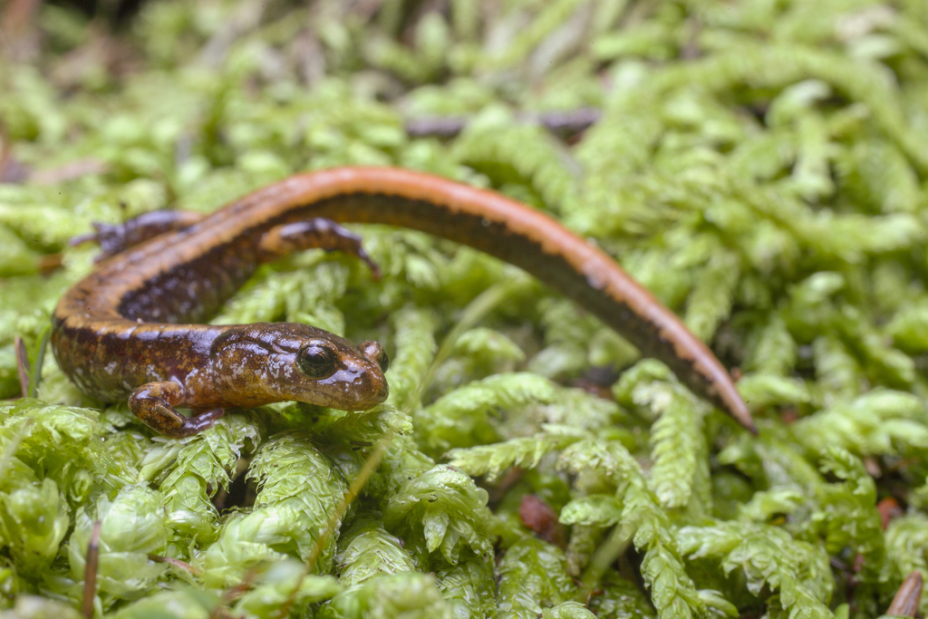 Western Red-backed Salamander from Port Moody, BC, Canada on April 28 ...