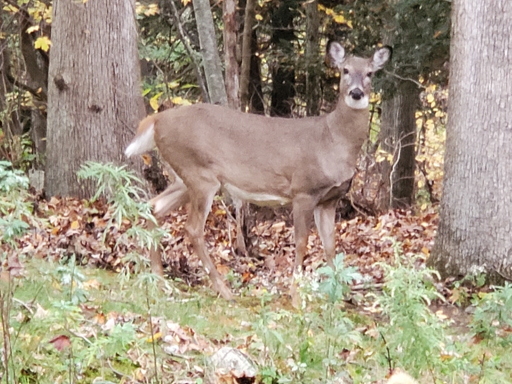 White-tailed Deer from Woodbridge, CT 06525, USA on October 26, 2020 at ...