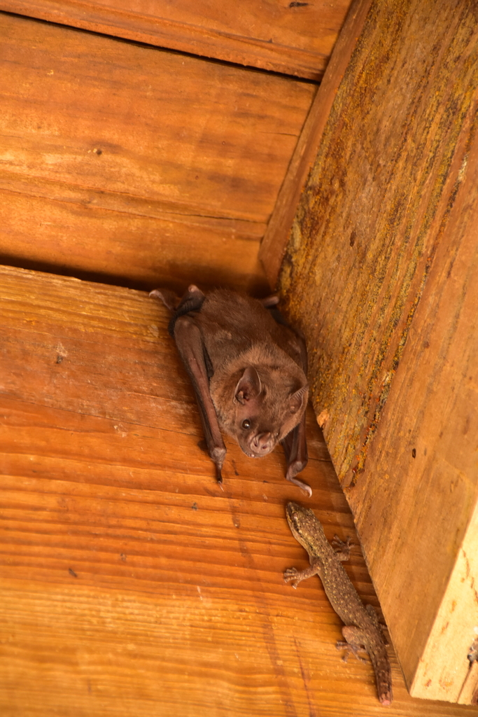 Jamaican Fruit-eating Bat from Brick Bay, Honduras on October 15, 2020 ...