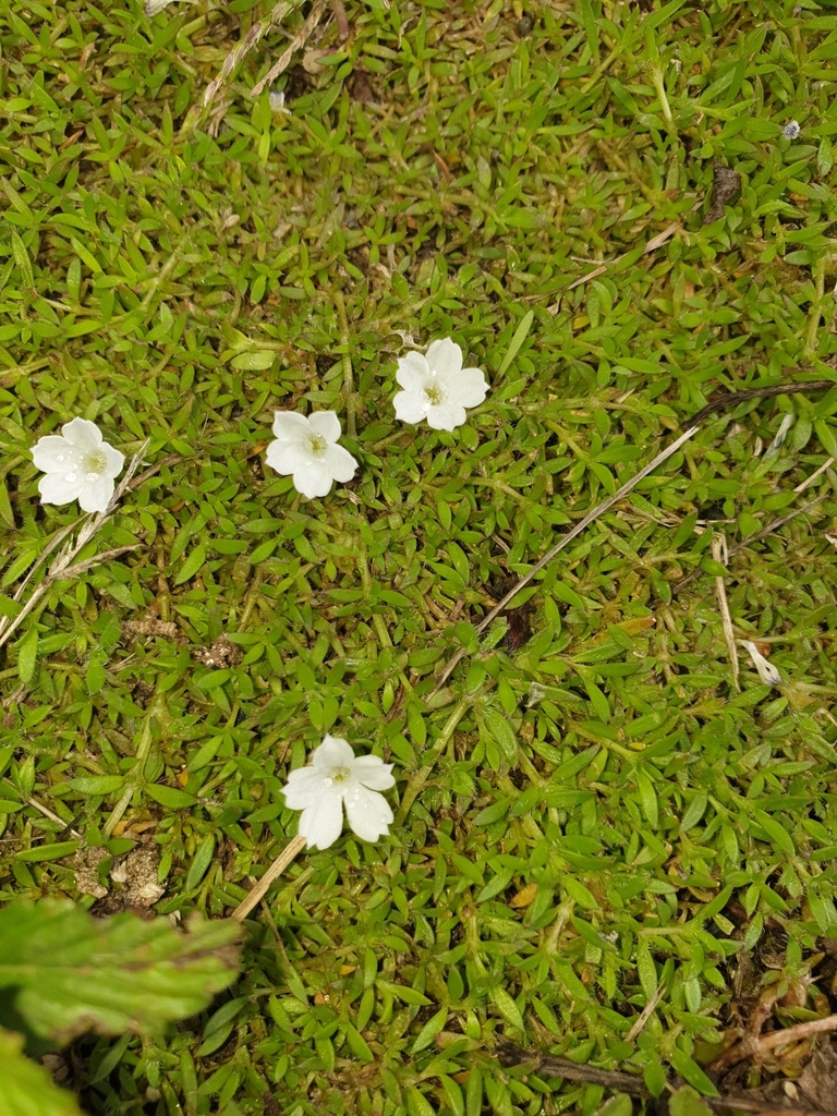 Creeping Dentella from Rockhampton QLD 4700, Australia on October 27 ...
