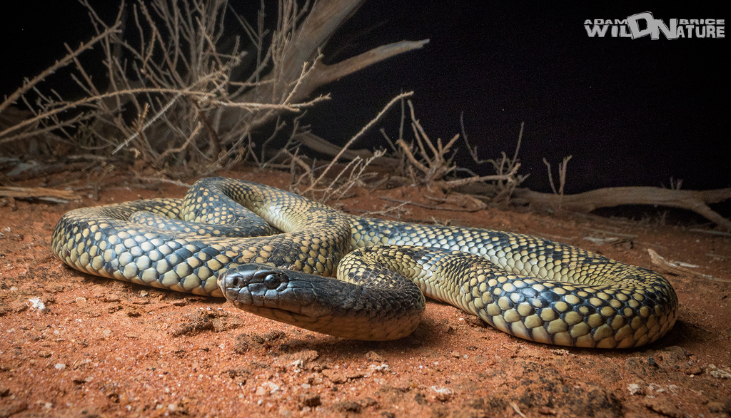 Spotted Mulga Snake (Pseudechis butleri) - Snakes and Lizards