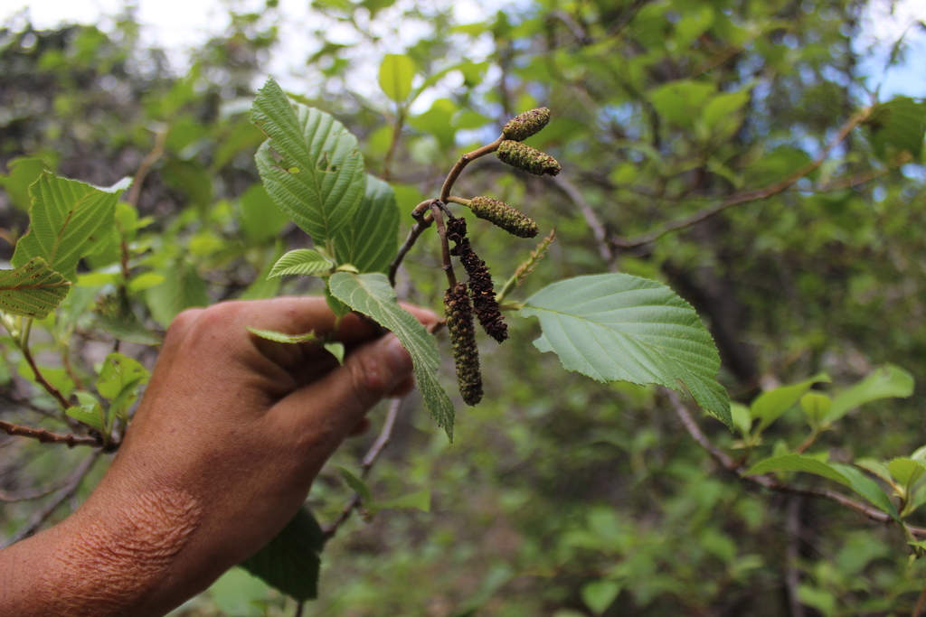 Mexican alder from Valparaíso, Zacatecas, Mexico on July 22, 2020 at 01 ...